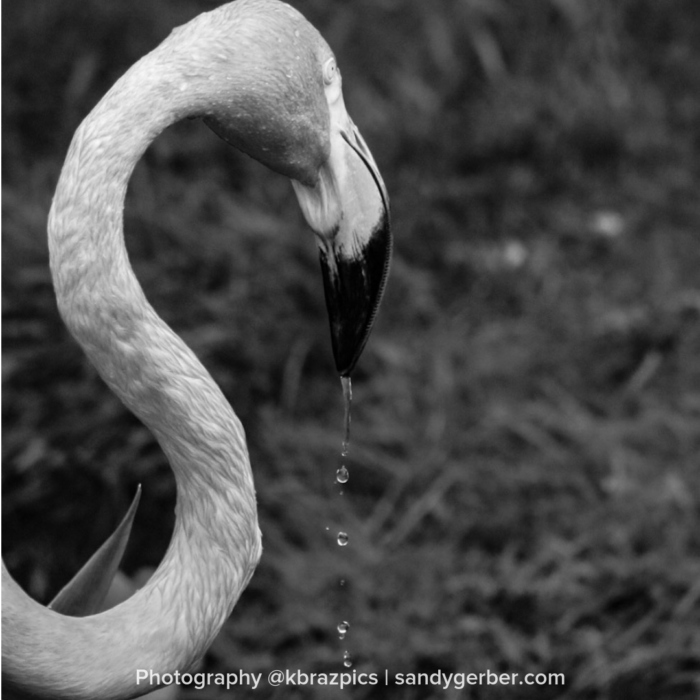 Easy Face and Neck Body Language Tips - SANDYGERBER.COM
